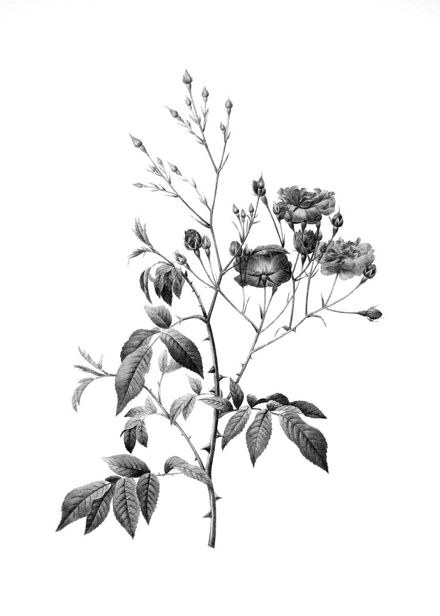 'Vintage Engraved Flower' Poster by Holy Rock Design | Displate