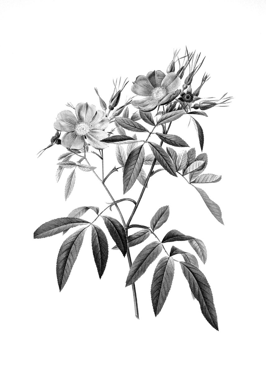 'Vintage Engraved Flower' Poster by Holy Rock Design | Displate