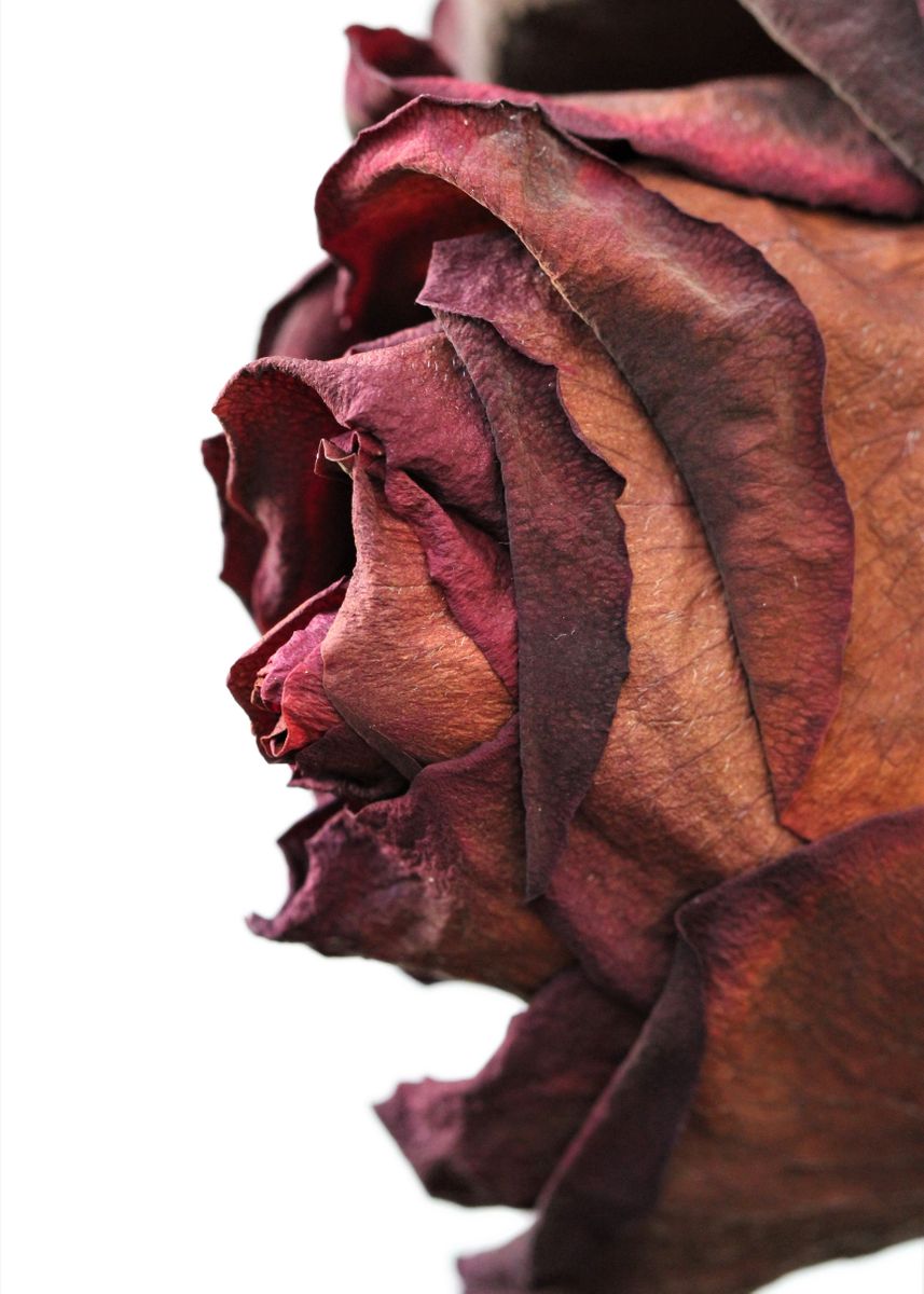 ' Fading rose 1' Poster by Nadzeya Naurotskaya | Displate