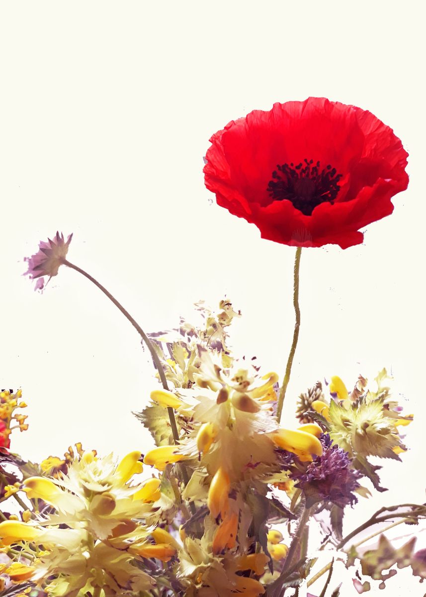 'Poppy transparency' Poster, picture, metal print, paint by Edy Art ...