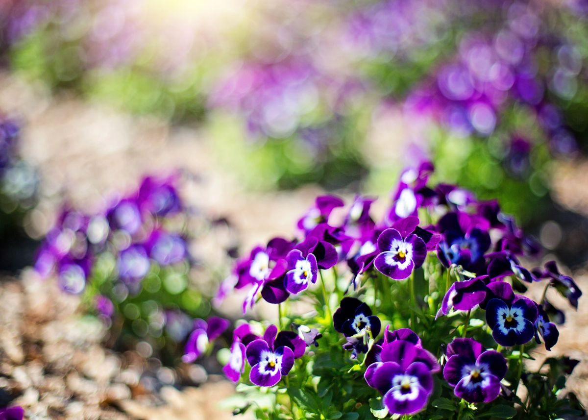 'Purple Forget Me Nots' Poster by Art Shack | Displate