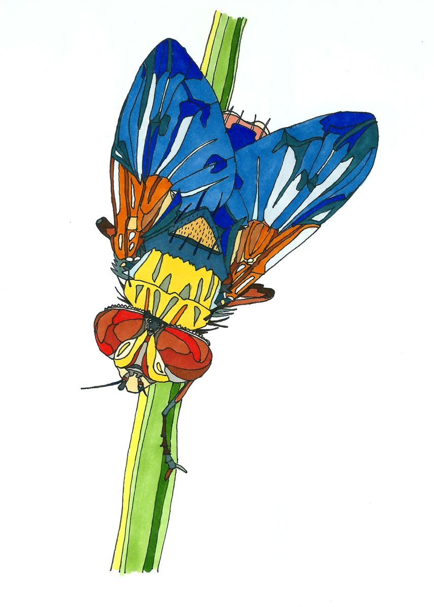 'Colorful fly' Poster by Olga Solvejg | Displate