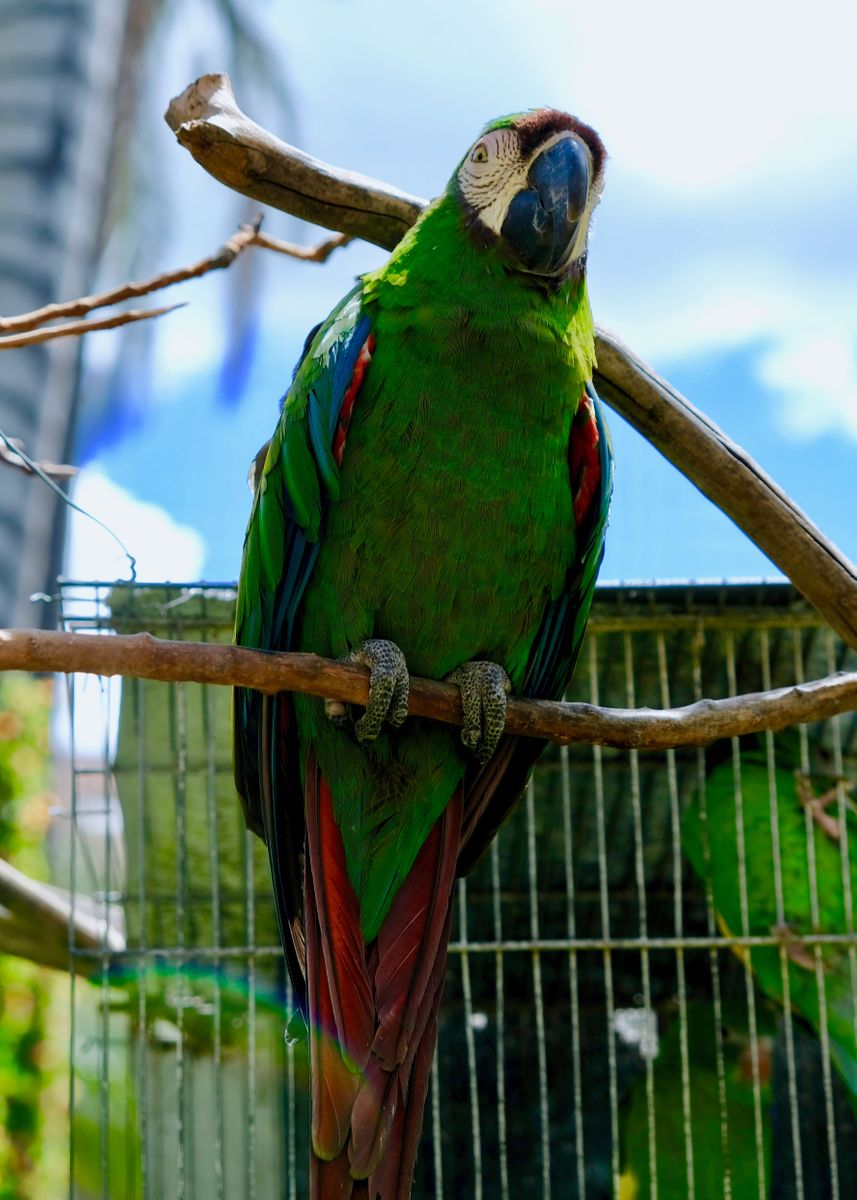 'MEAN GREEN FLYING MACHINE' Poster, picture, metal print, paint by Zoë ...
