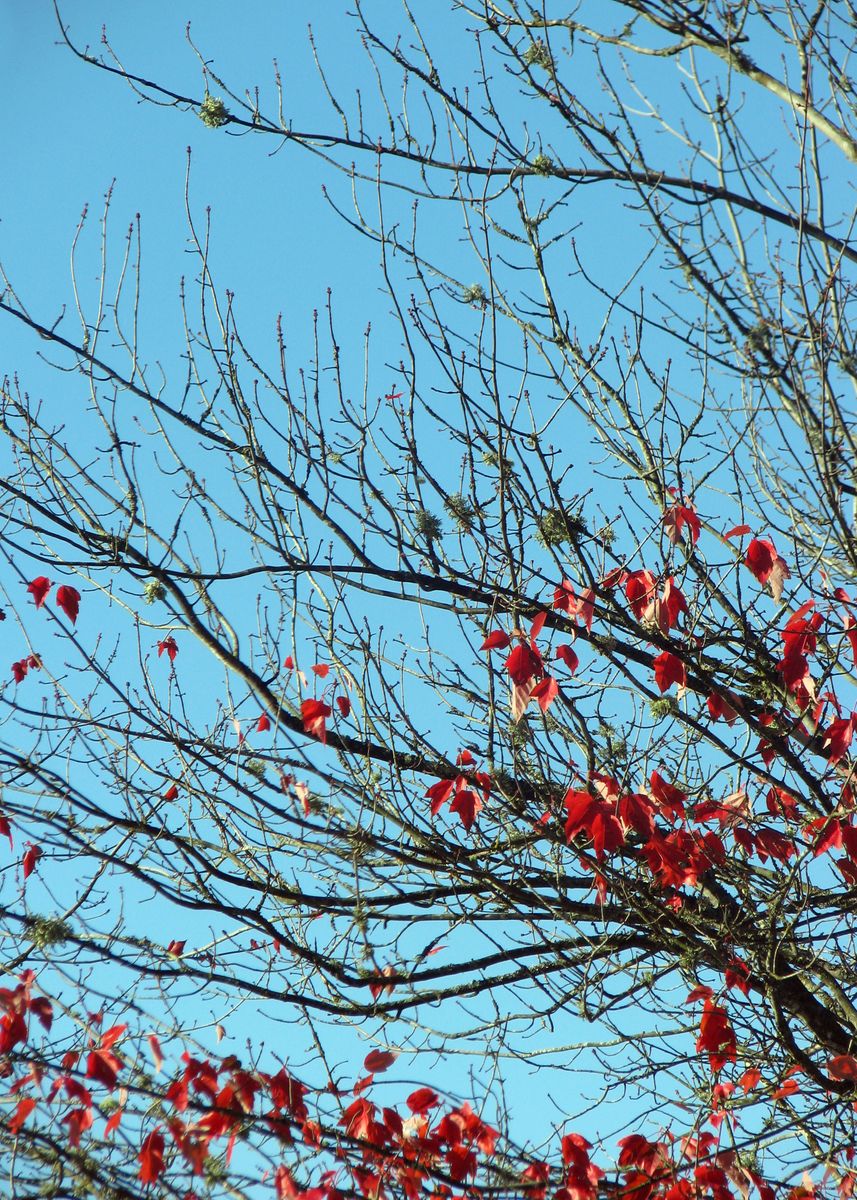 'Winters Autumn 2' Poster, picture, metal print, paint by Jaeda DeWalt ...