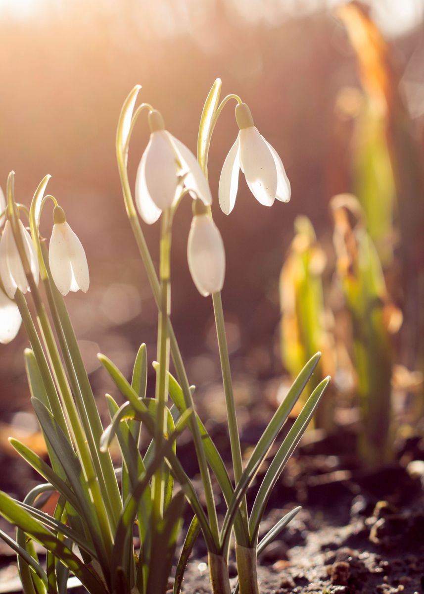 'Snowdrops' Poster, picture, metal print, paint by Darklemoner | Displate