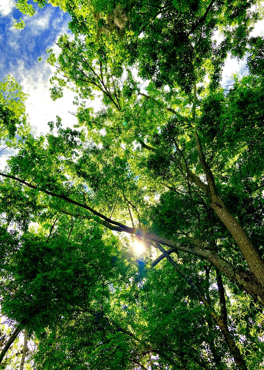 'Canopy of Hope' Poster by Chianti Ghalson | Displate