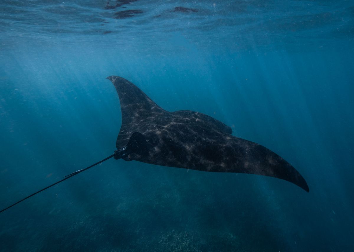 'Manta Ray' Poster by Kieran Buckley | Displate