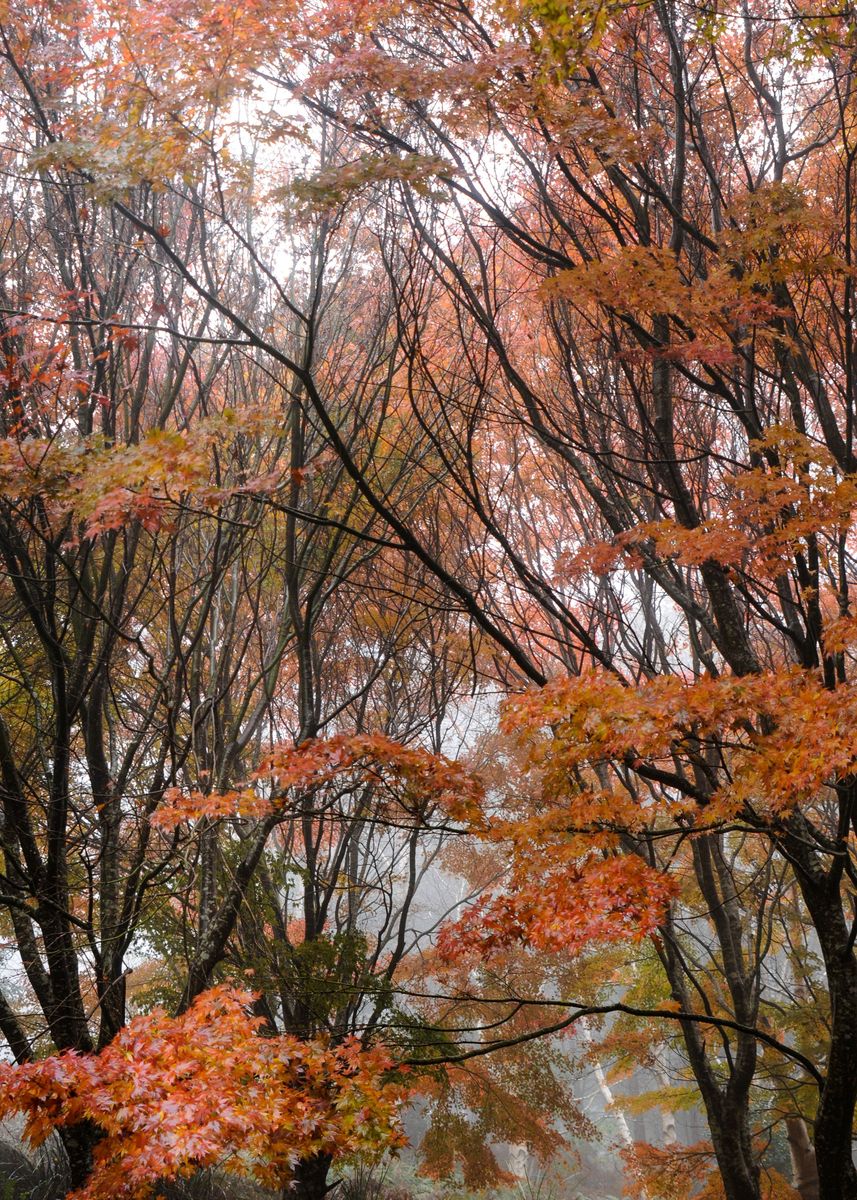 'Autumn Maple Trees ' Poster, picture, metal print, paint by James ...