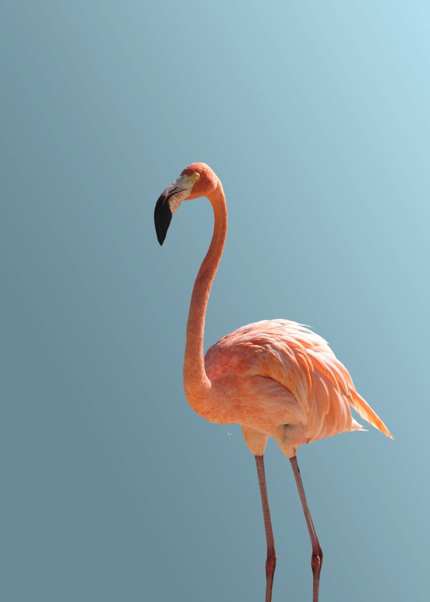 'Flamico Collection' Poster, picture, metal print, paint by Kzara ...