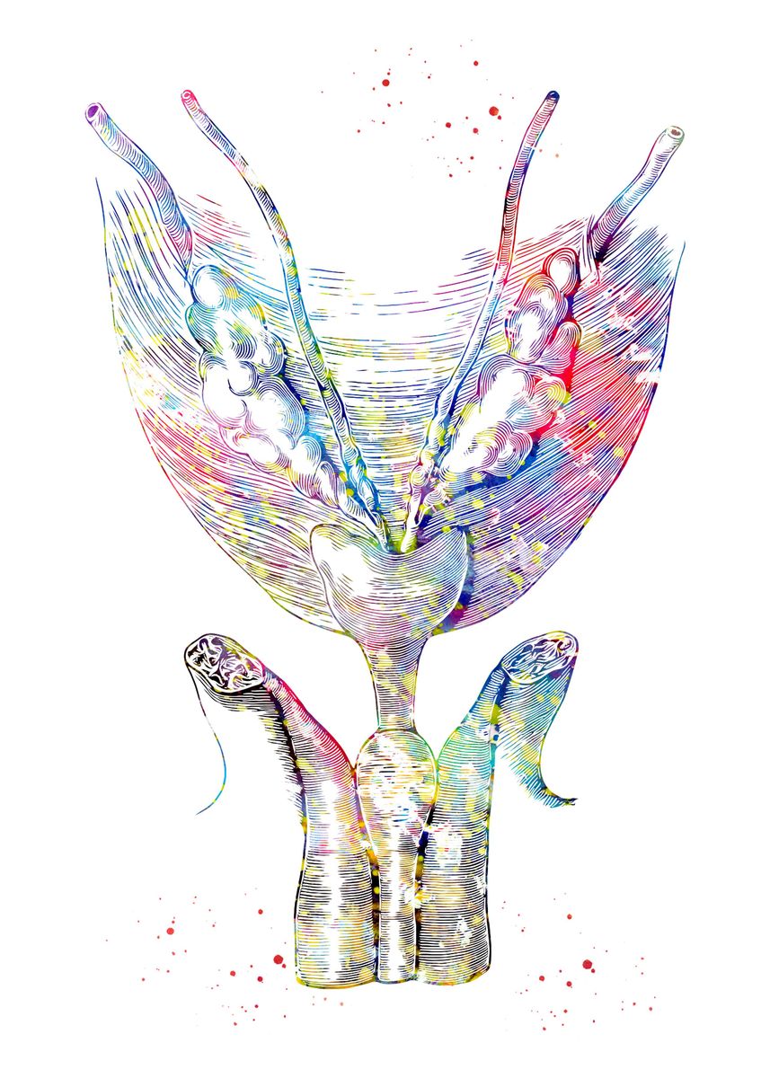 'Bladder and urethra ' Poster, picture, metal print, paint by Erzebet ...