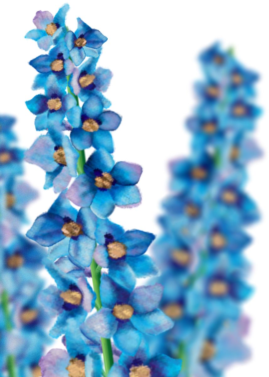 'Delphiniums' Poster, picture, metal print, paint by Emma L Kurran ...