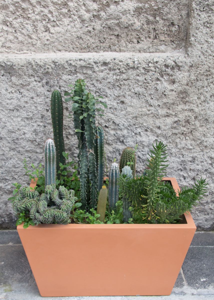 'Cactus Box' Poster, picture, metal print, paint by Holly Thompson ...