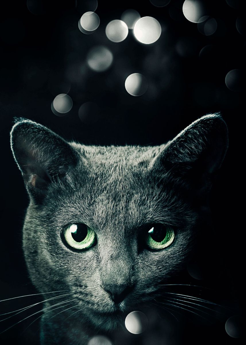 'Cool Cat face poster ' Poster, picture, metal print, paint by mk ...