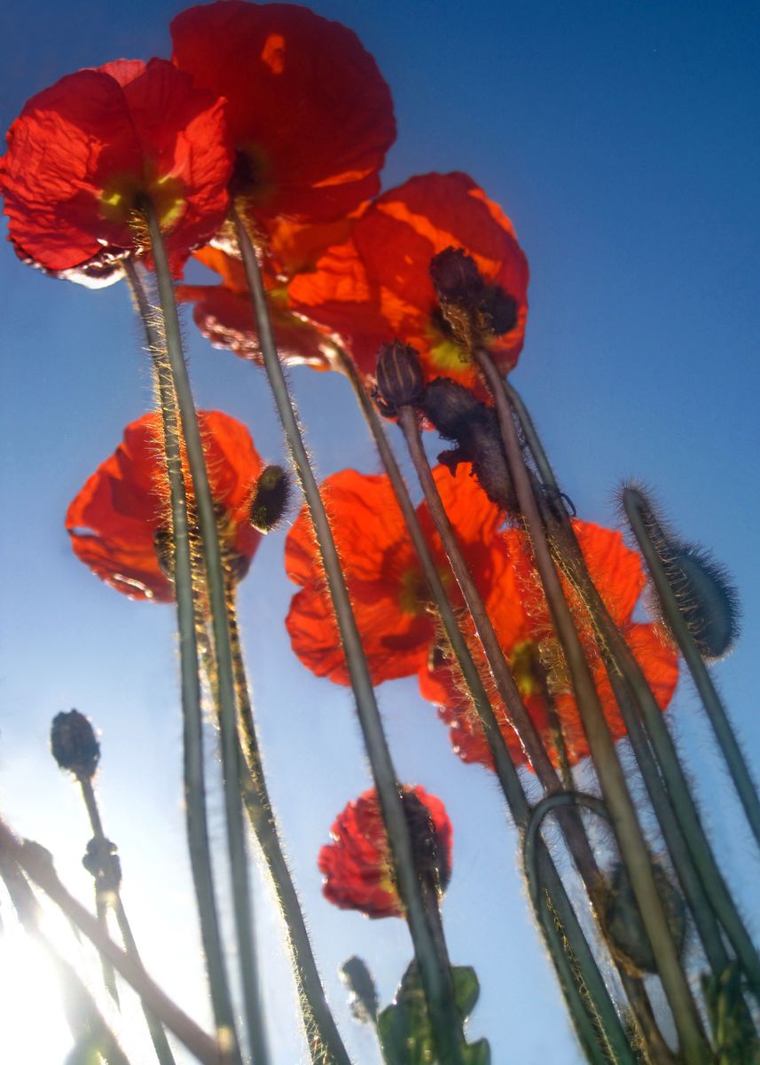 'Tall Poppies' Poster by Jaeda DeWalt | Displate
