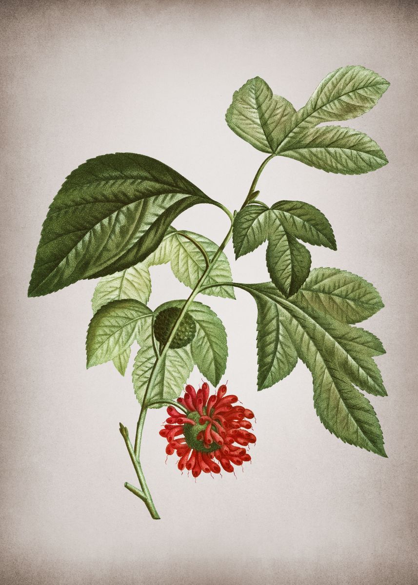 'Vintage Paper Mulberry' Poster, picture, metal print, paint by Holy ...