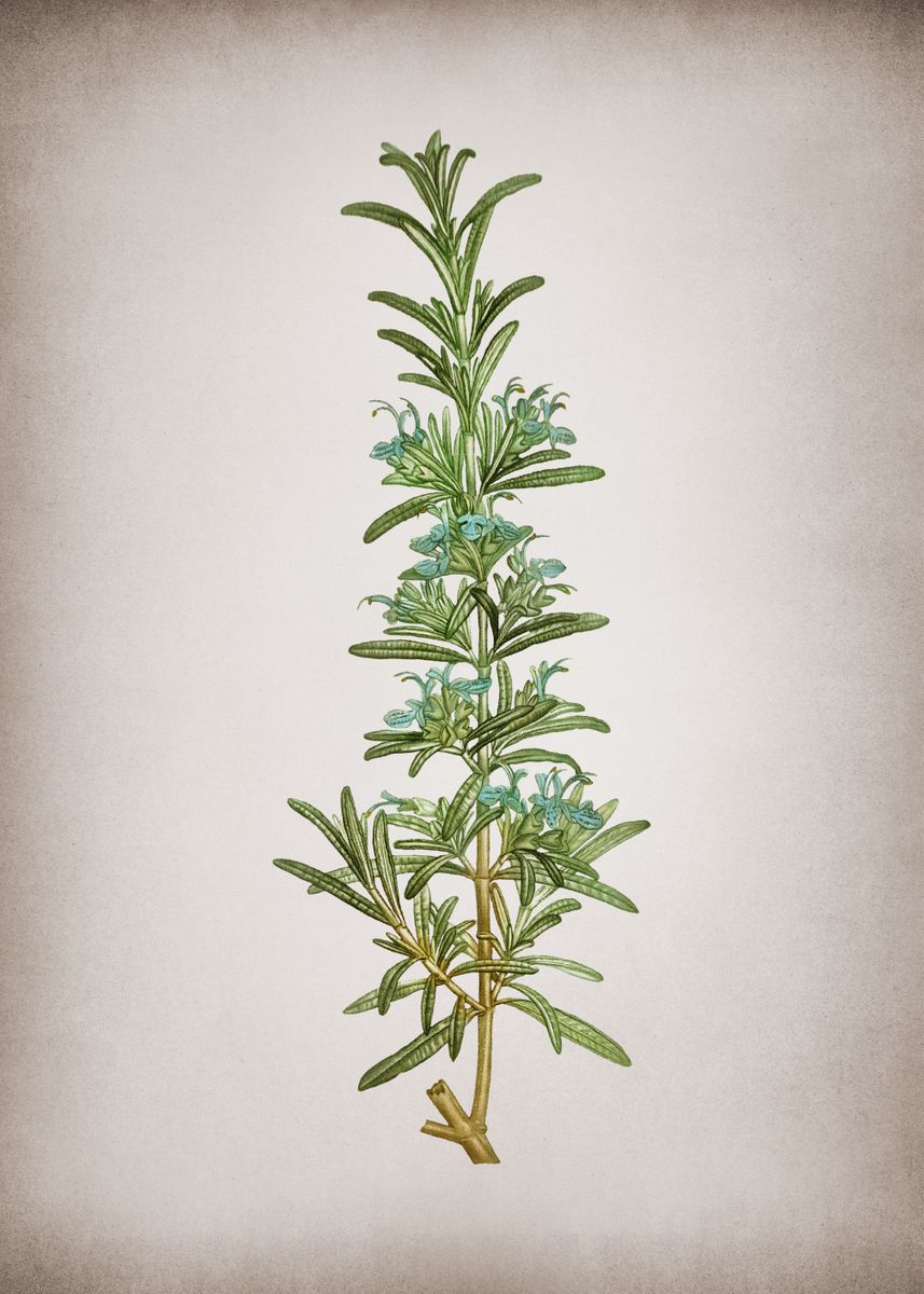 'Vintage Rosemary' Poster by Holy Rock Design | Displate