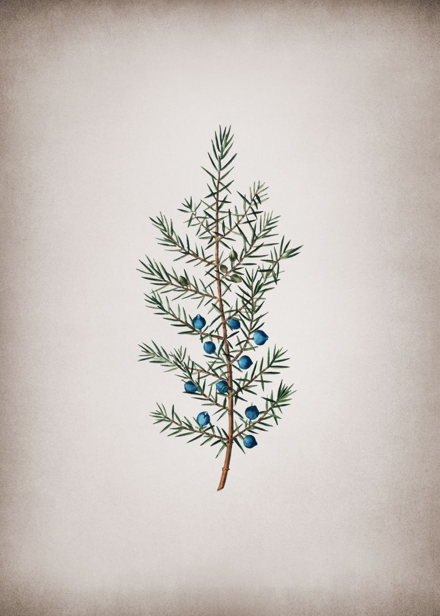 'Vintage Common Juniper' Poster by Holy Rock Design | Displate
