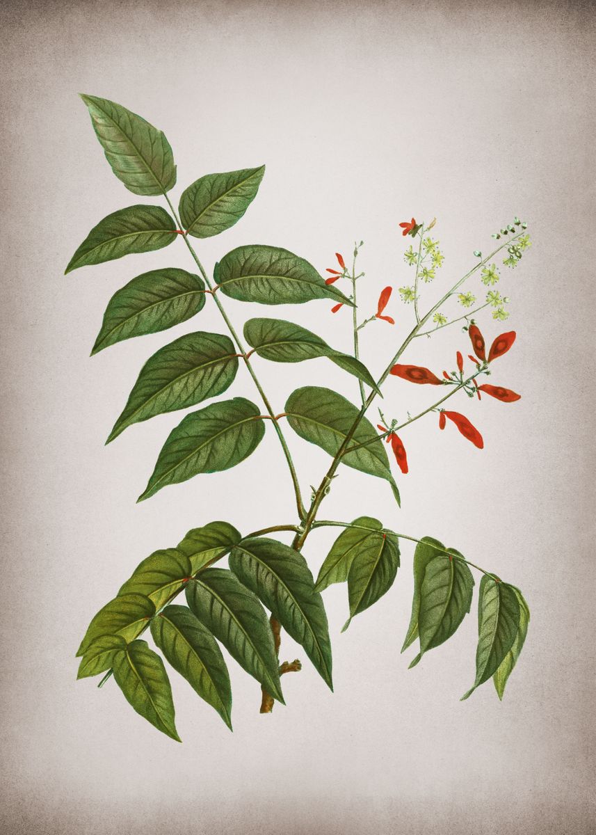 'Vintage Tree of Heaven' Poster by Holy Rock Design | Displate