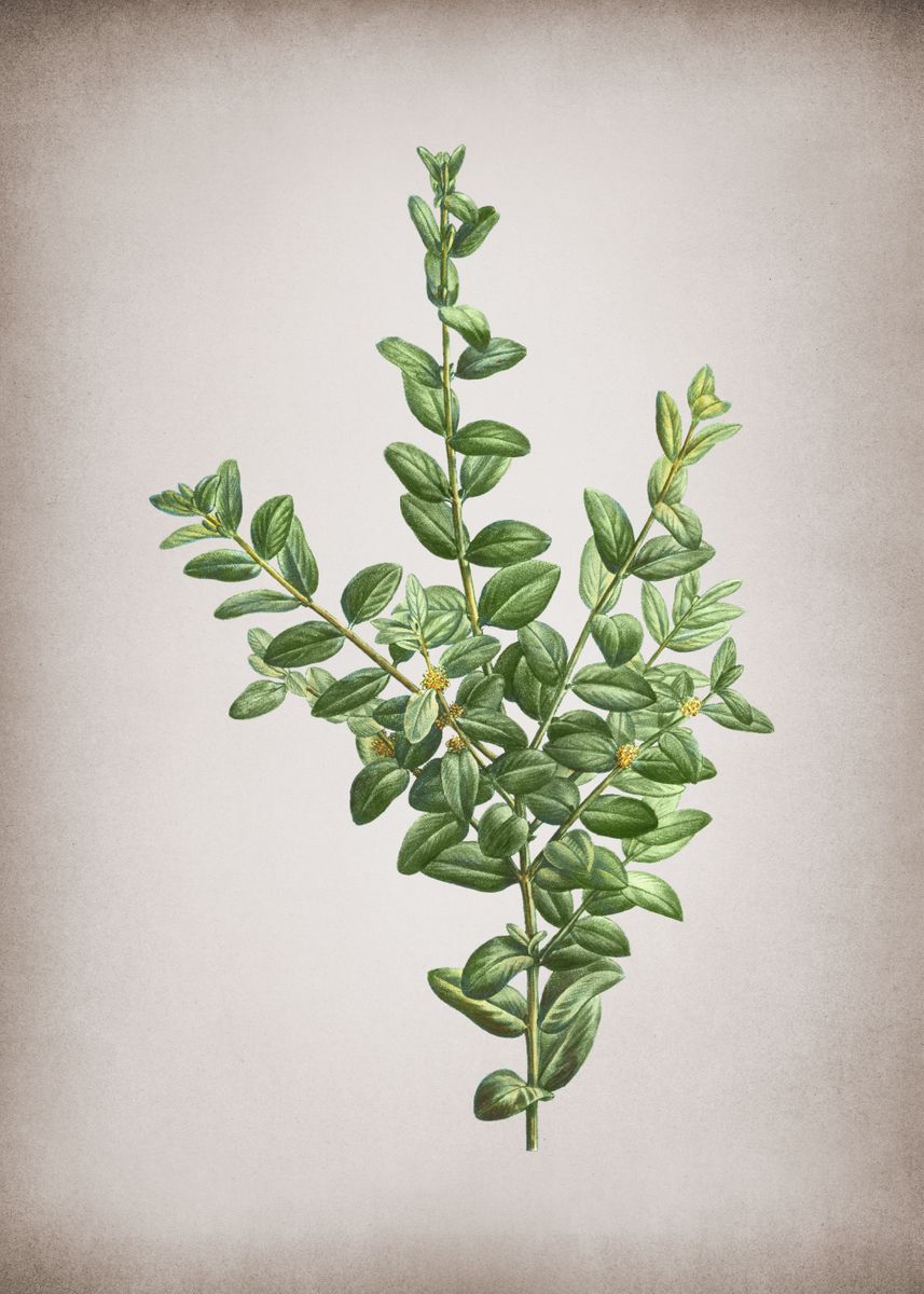 'Vintage Boxwood Bush' Poster, picture, metal print, paint by Holy Rock ...