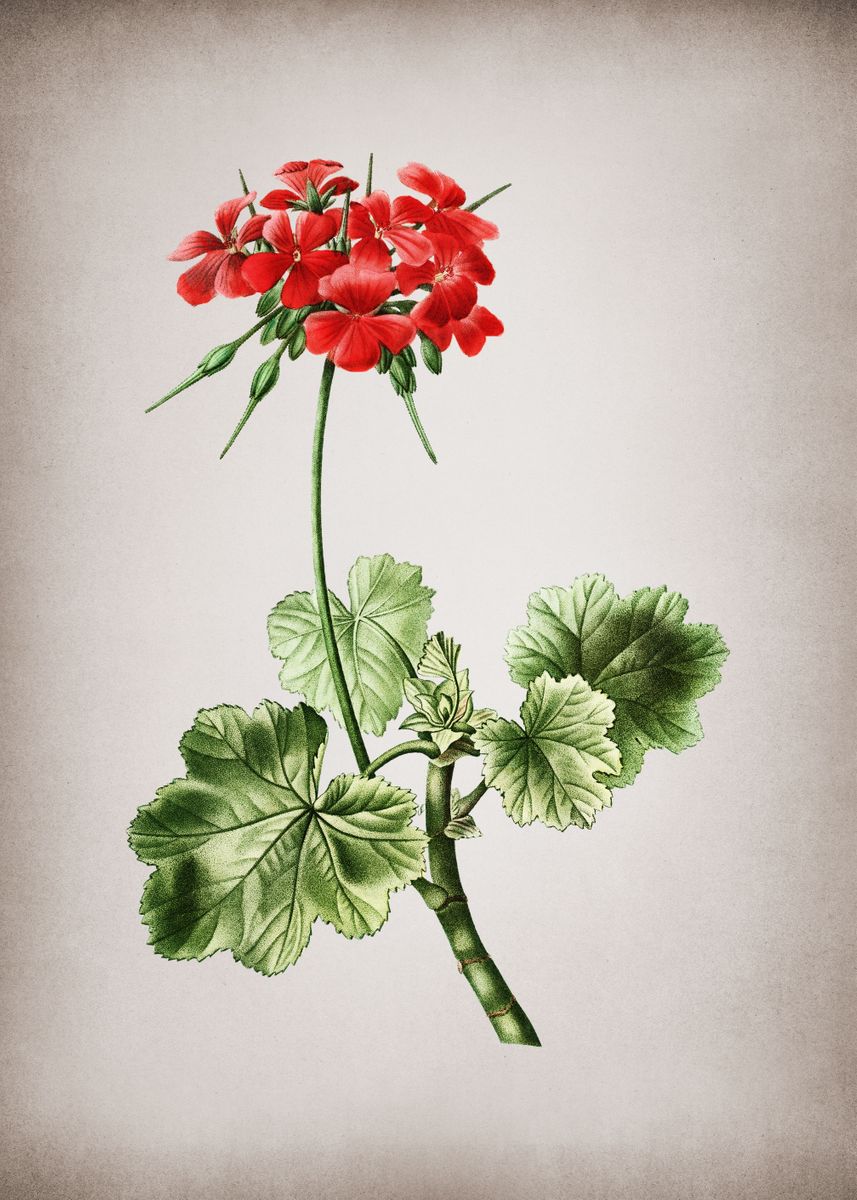 'Vintage Scarlet Geranium' Poster, picture, metal print, paint by Holy ...