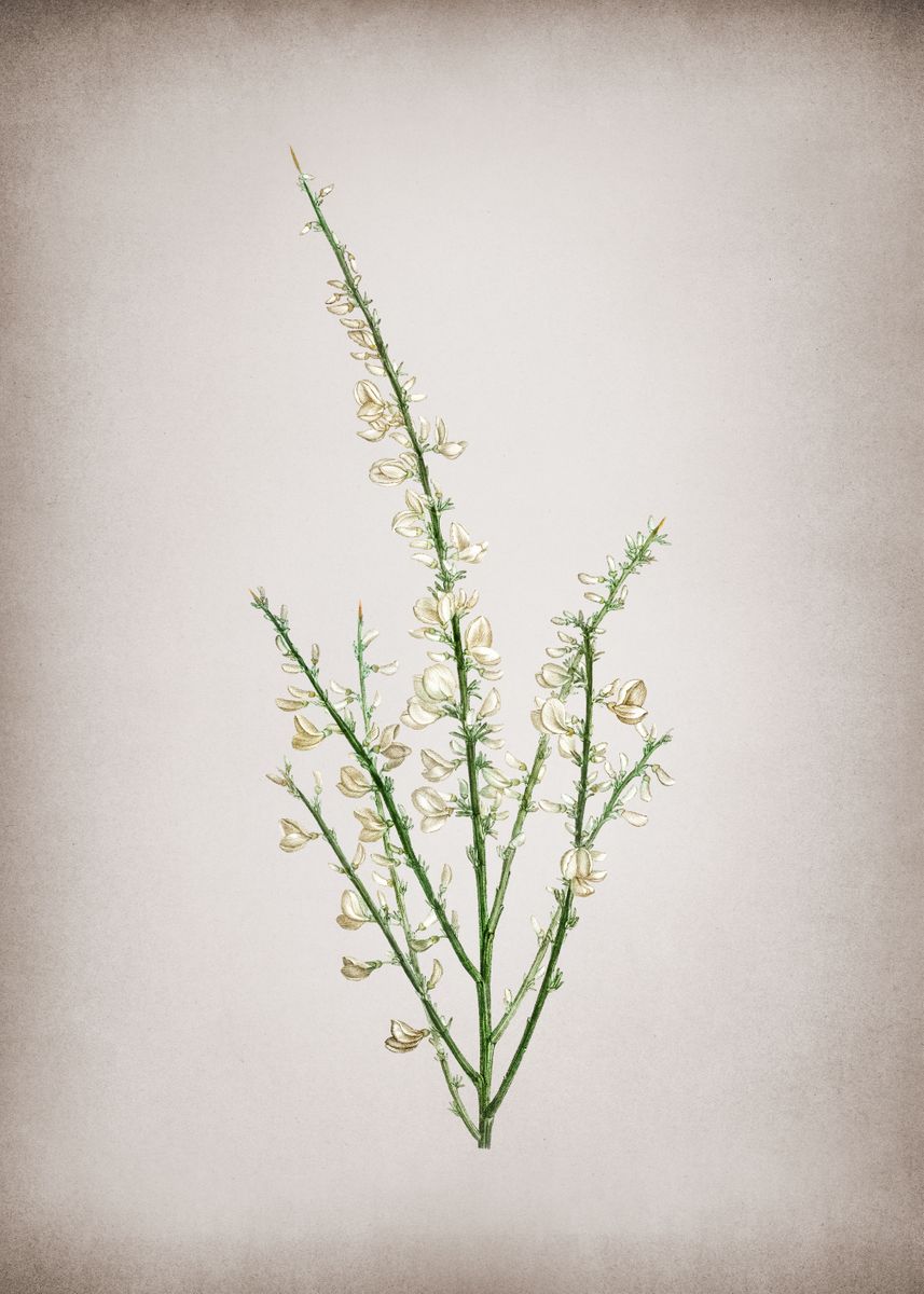 'Vintage White Broom' Poster by Holy Rock Design | Displate