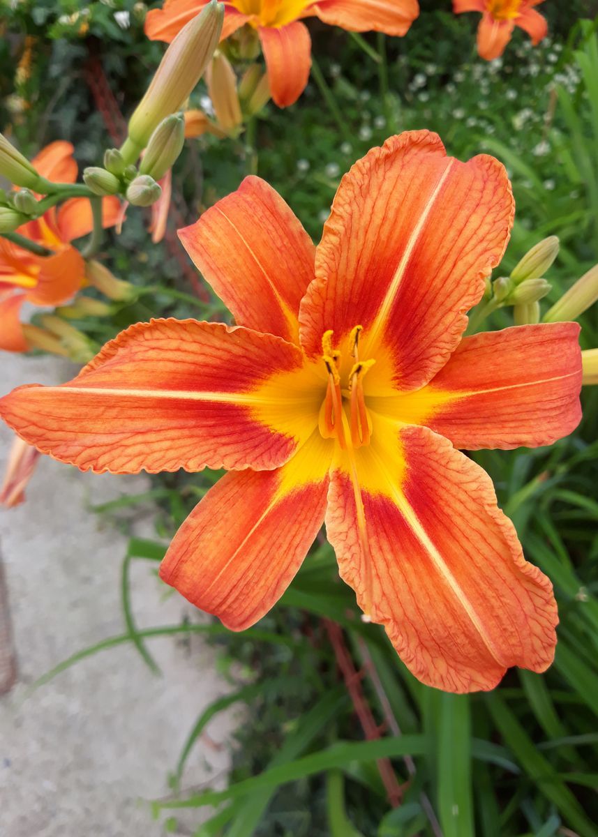 'Lilly' Poster, picture, metal print, paint by Edy Art Space | Displate