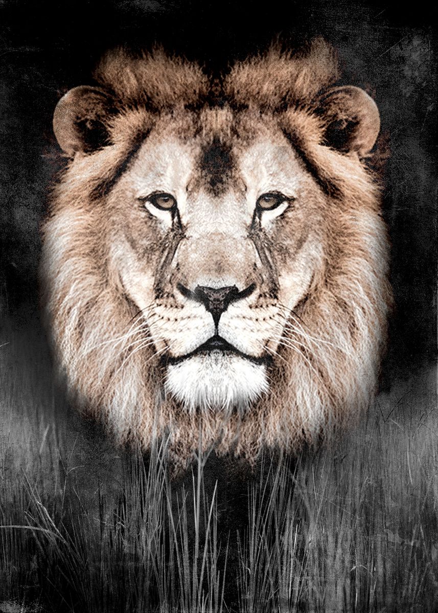 'Lion Face' Poster, picture, metal print, paint by pitusongo design ...