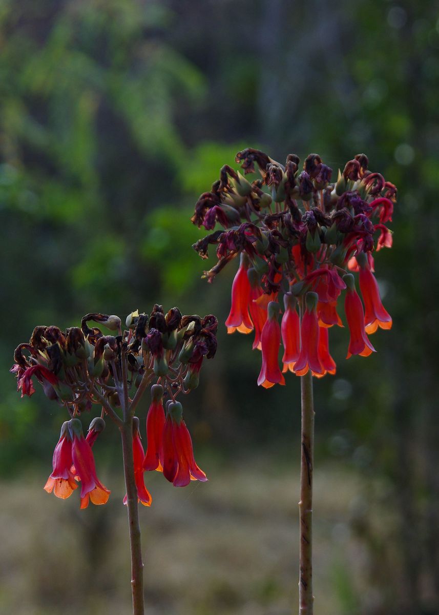 'Red Cluster' Poster by Stephanie Botha | Displate