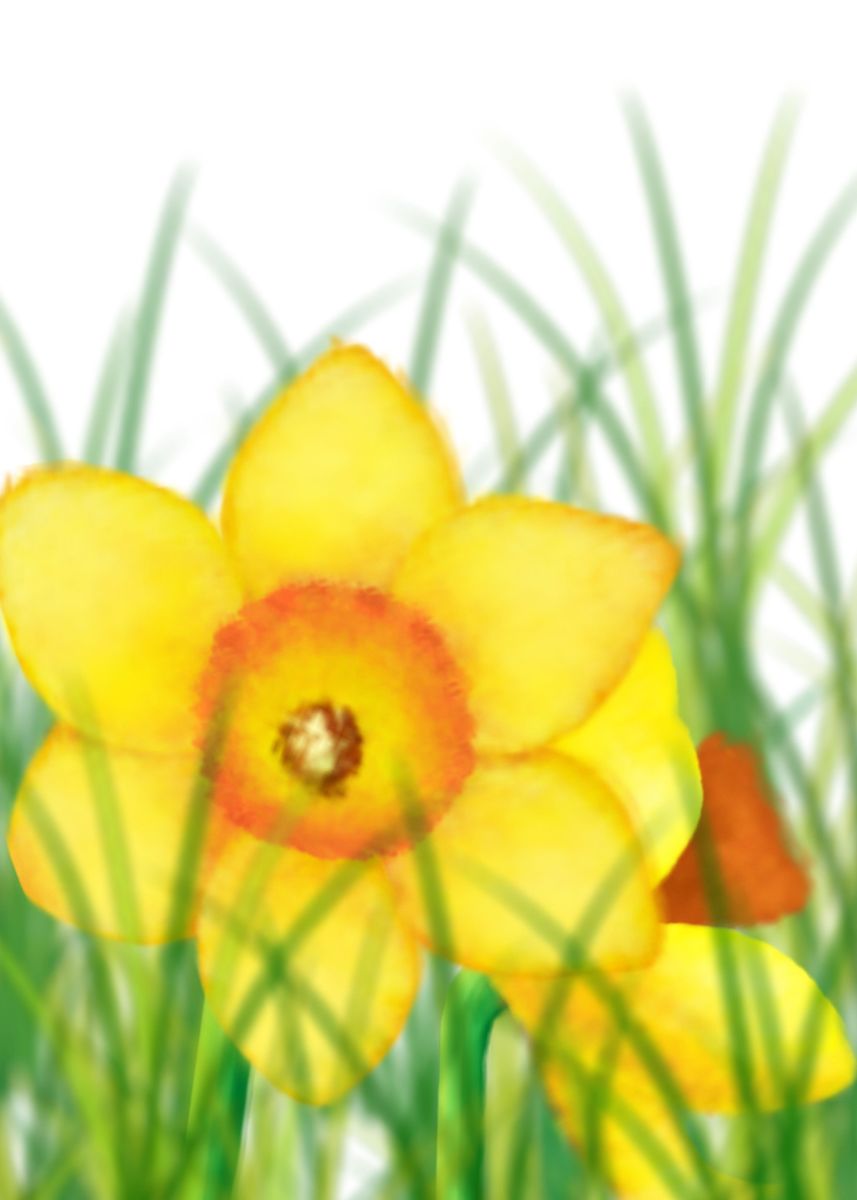 'Daffodil' Poster by Emma L Kurran | Displate