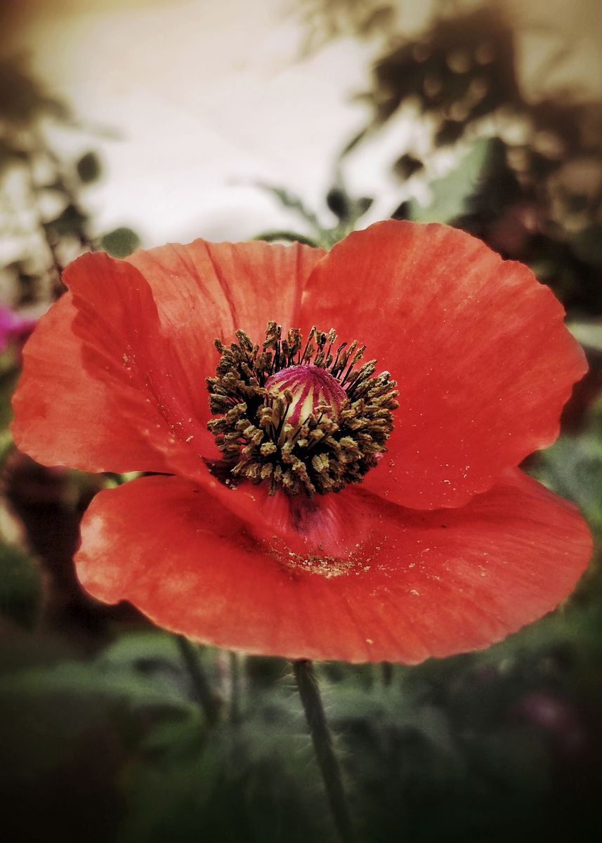 'The Poppy Punch' Poster, picture, metal print, paint by Scented ...