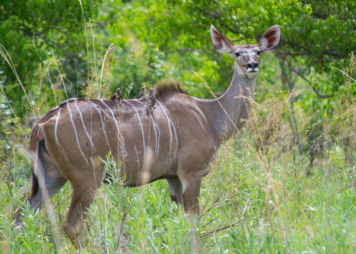 'Female Khudu' Poster by Adrian Peacock | Displate