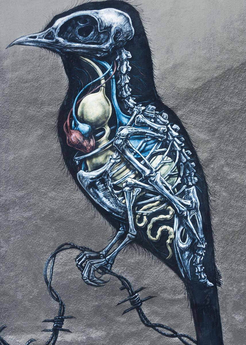 'bird skeleton' Poster, picture, metal print, paint by KAYITARE STEVEN ...