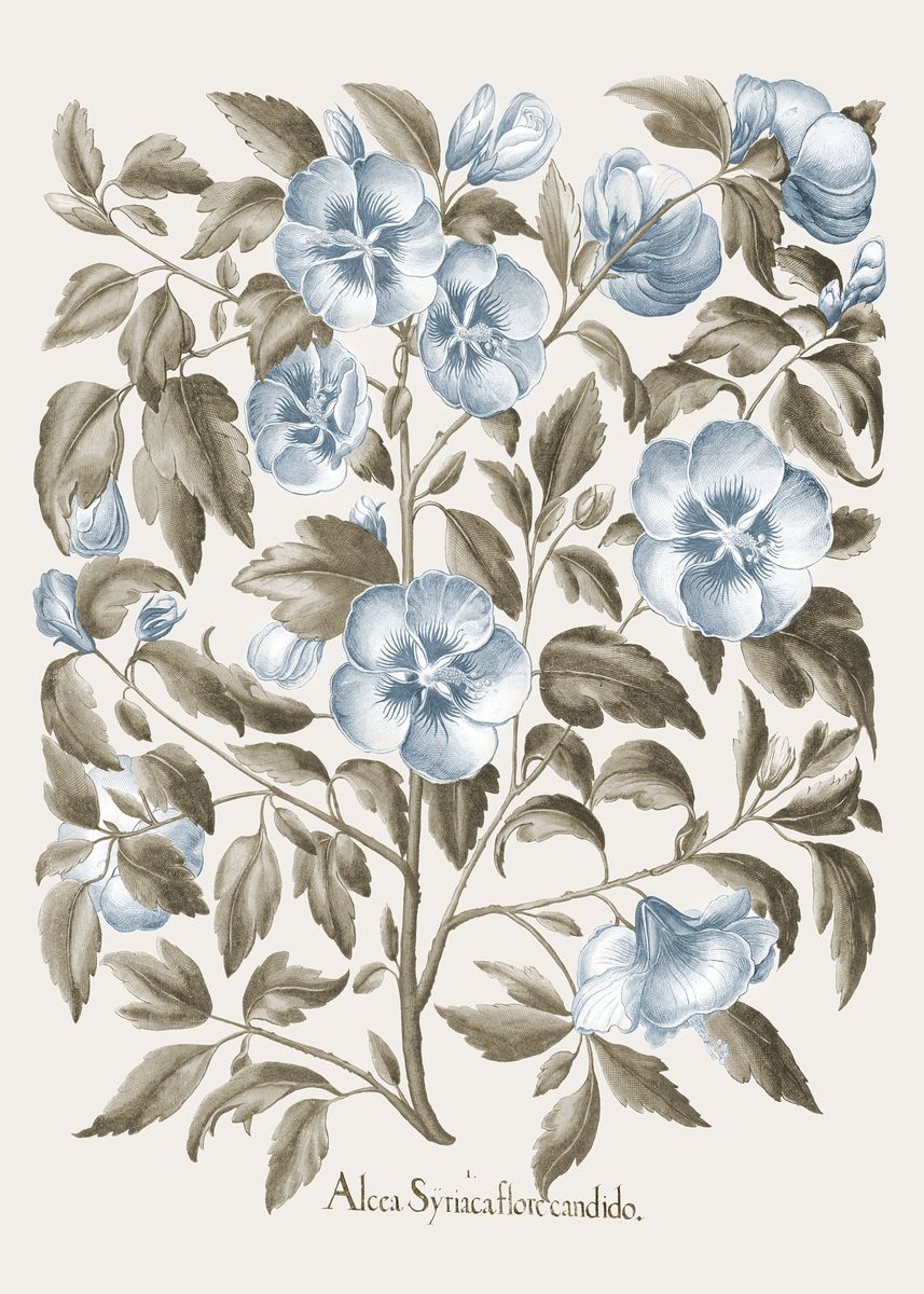 'Basilius Besler ' Poster by Old master art | Displate