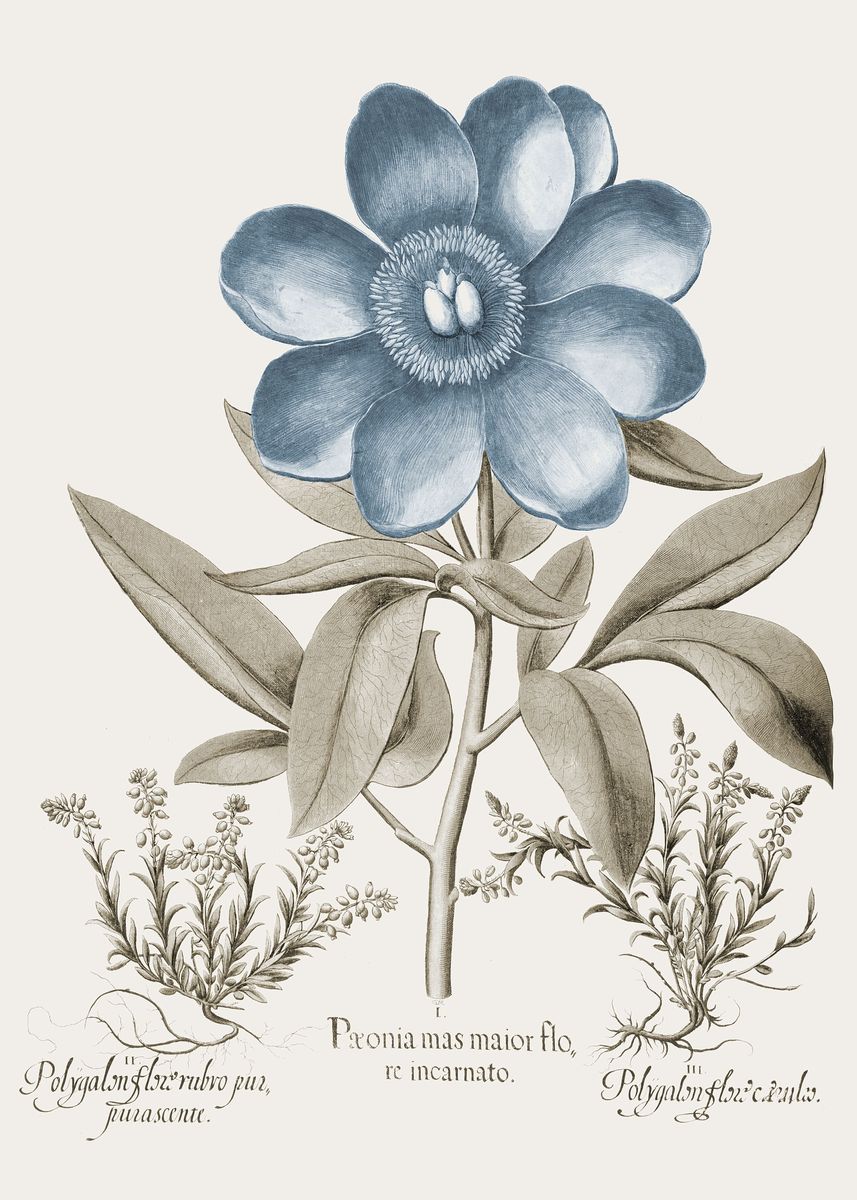 'Basilius Besler' Poster, picture, metal print, paint by Old master art ...