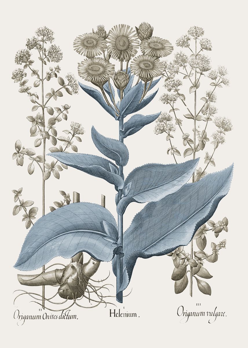 'Basilius Besler ' Poster by Old master art | Displate