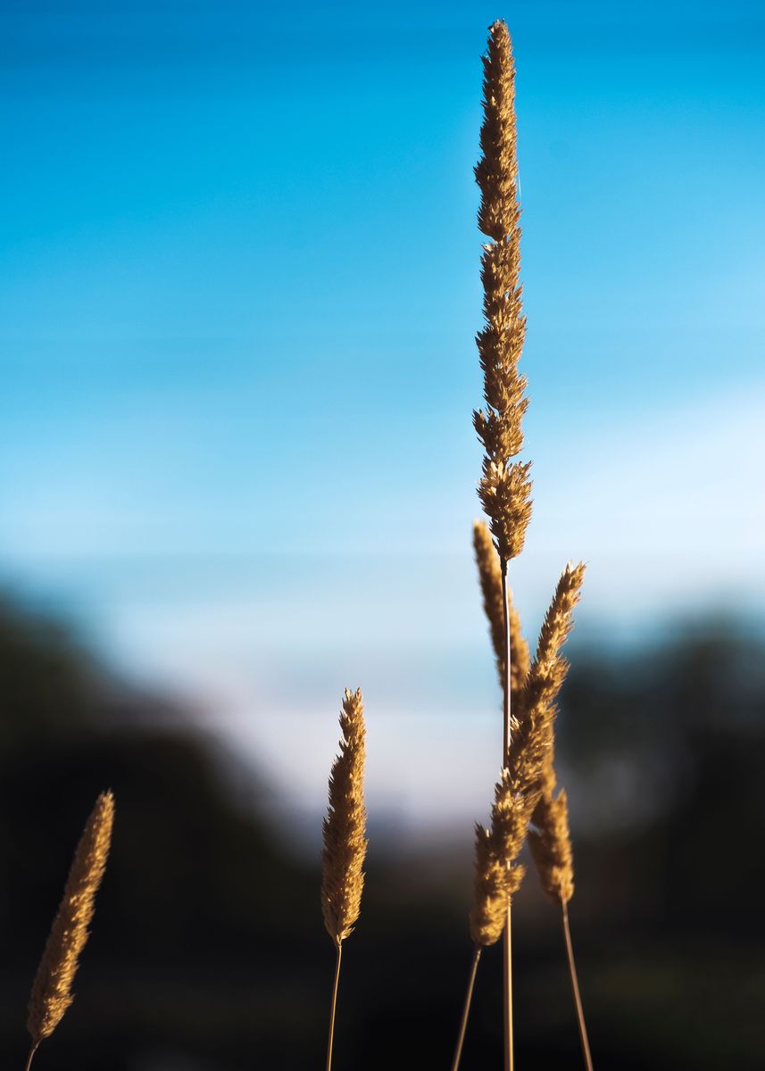 'Calming Nature Vibes' Poster by Konstantin | Displate