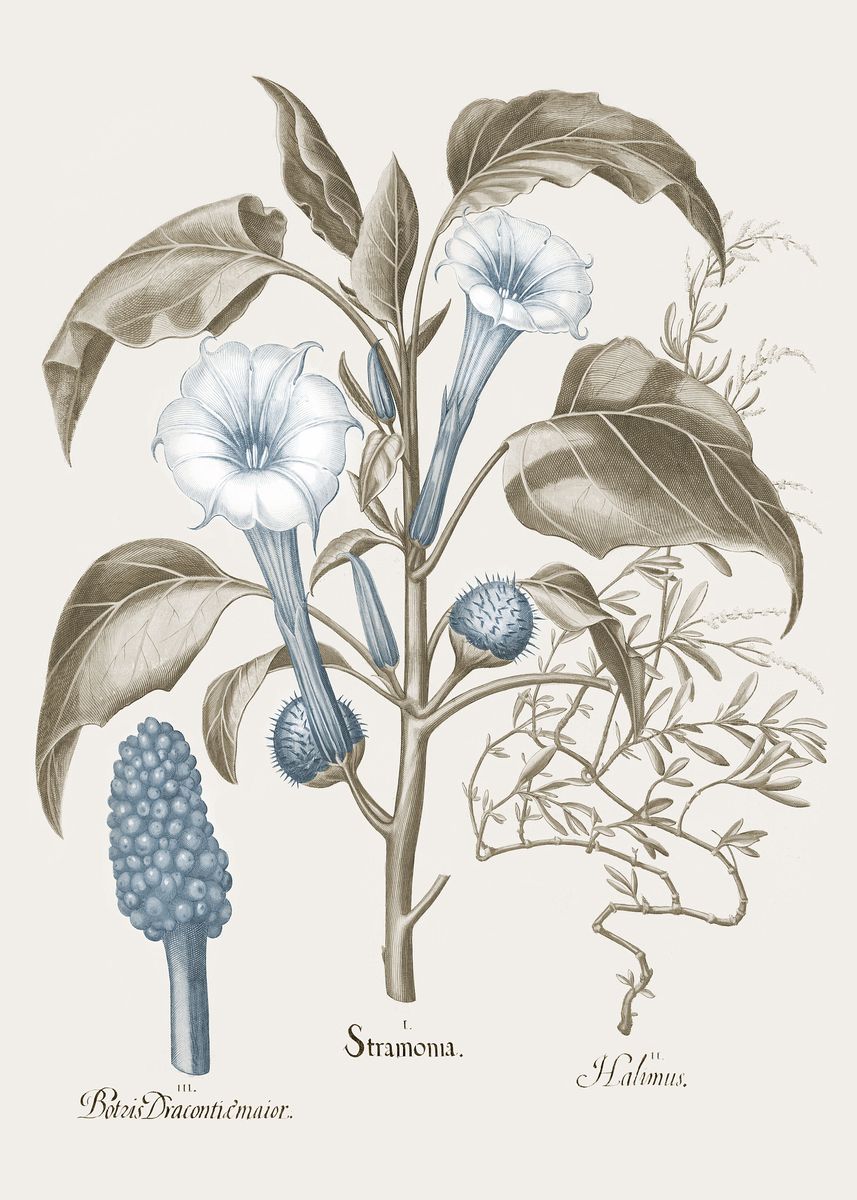 'Basilius Besler' Poster by Old master art | Displate