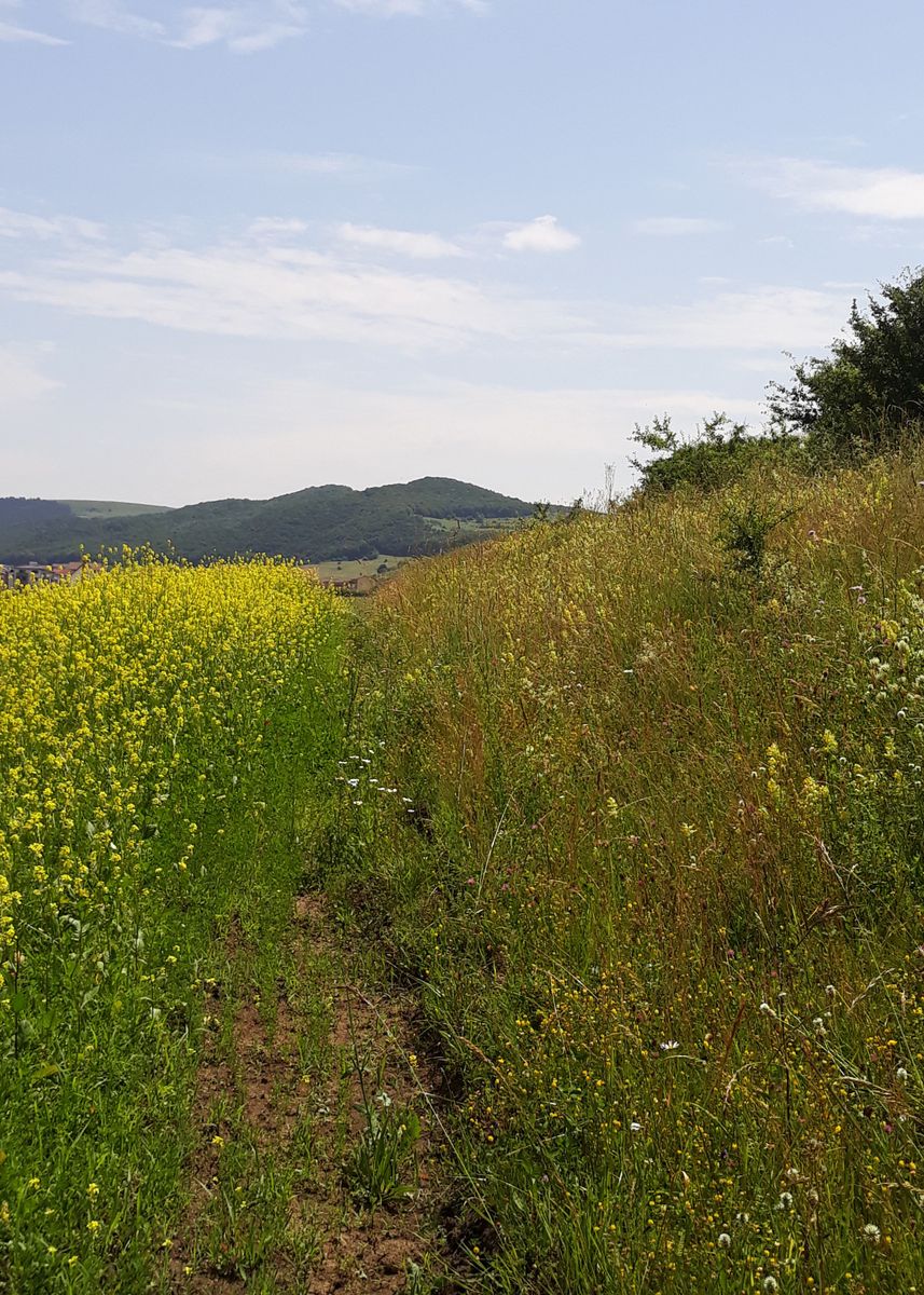 'June landscape' Poster, picture, metal print, paint by Edy Art Space ...