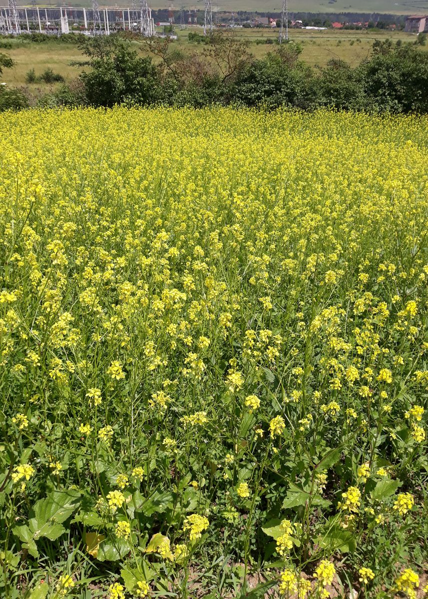 'Rapeseed field detail' Poster, picture, metal print, paint by Edy Art ...