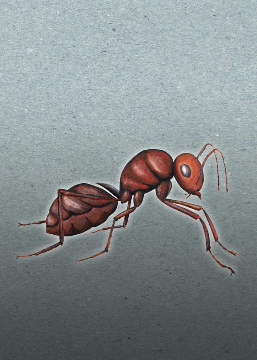 'Red ant' Poster, picture, metal print, paint by Bianca Wisseloo | Displate