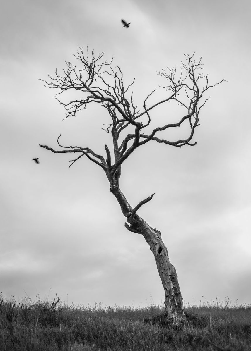 'Deadwood Tree' Poster, picture, metal print, paint by William Booth ...