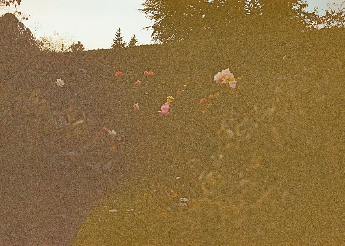 'Shadowy roses' Poster by Delaney Stevans | Displate