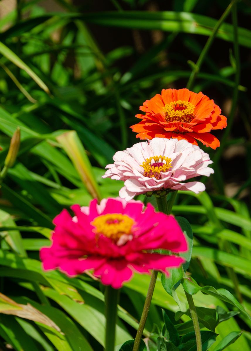 'three flowers' Poster, picture, metal print, paint by Tadas Lisauskas ...