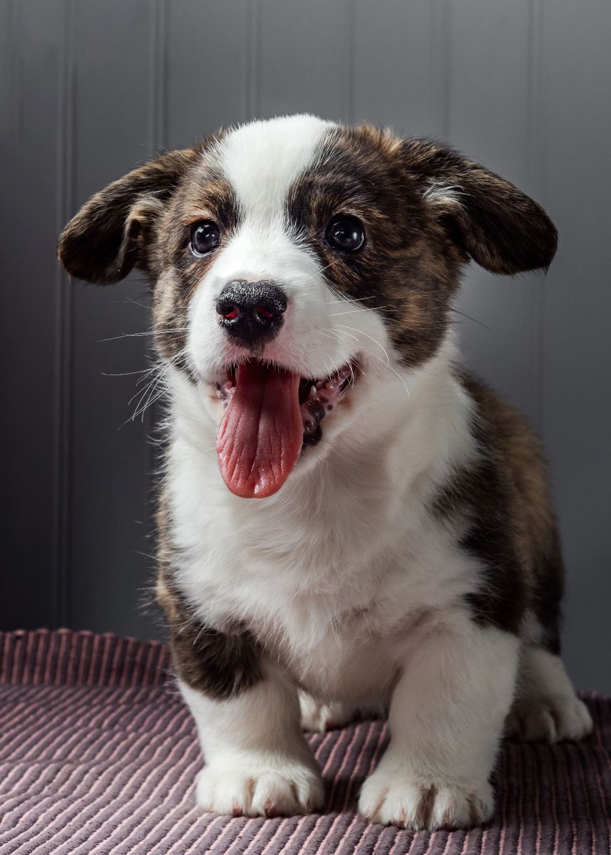 'Brown corgi puppy' Poster by Alexander Sorokopud | Displate