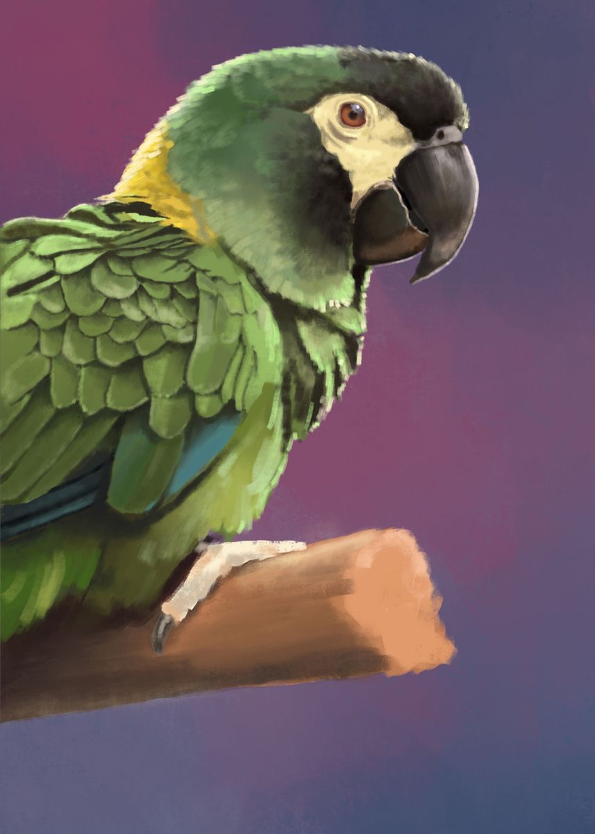 'Yellow Collared Macaw' Poster, picture, metal print, paint by KC ...