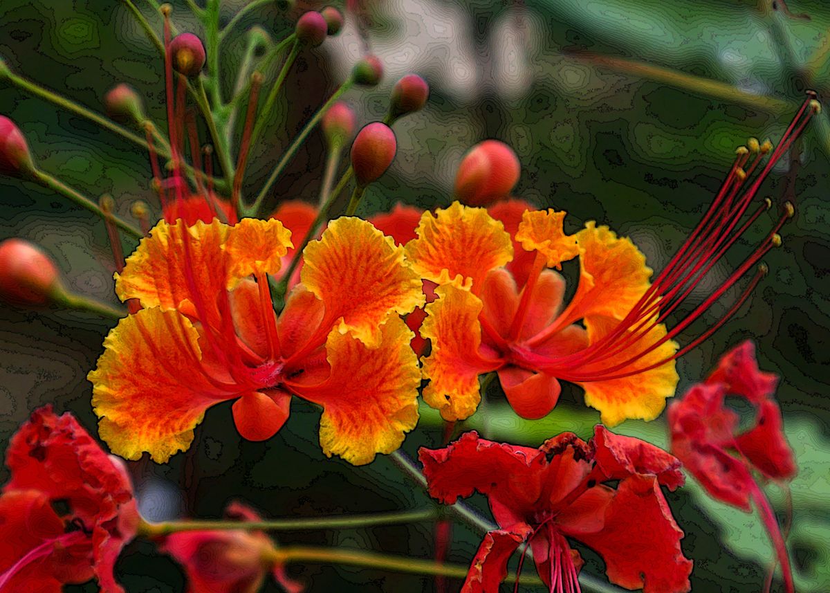 'Flaming Flower' Poster by Ibu Kyu | Displate