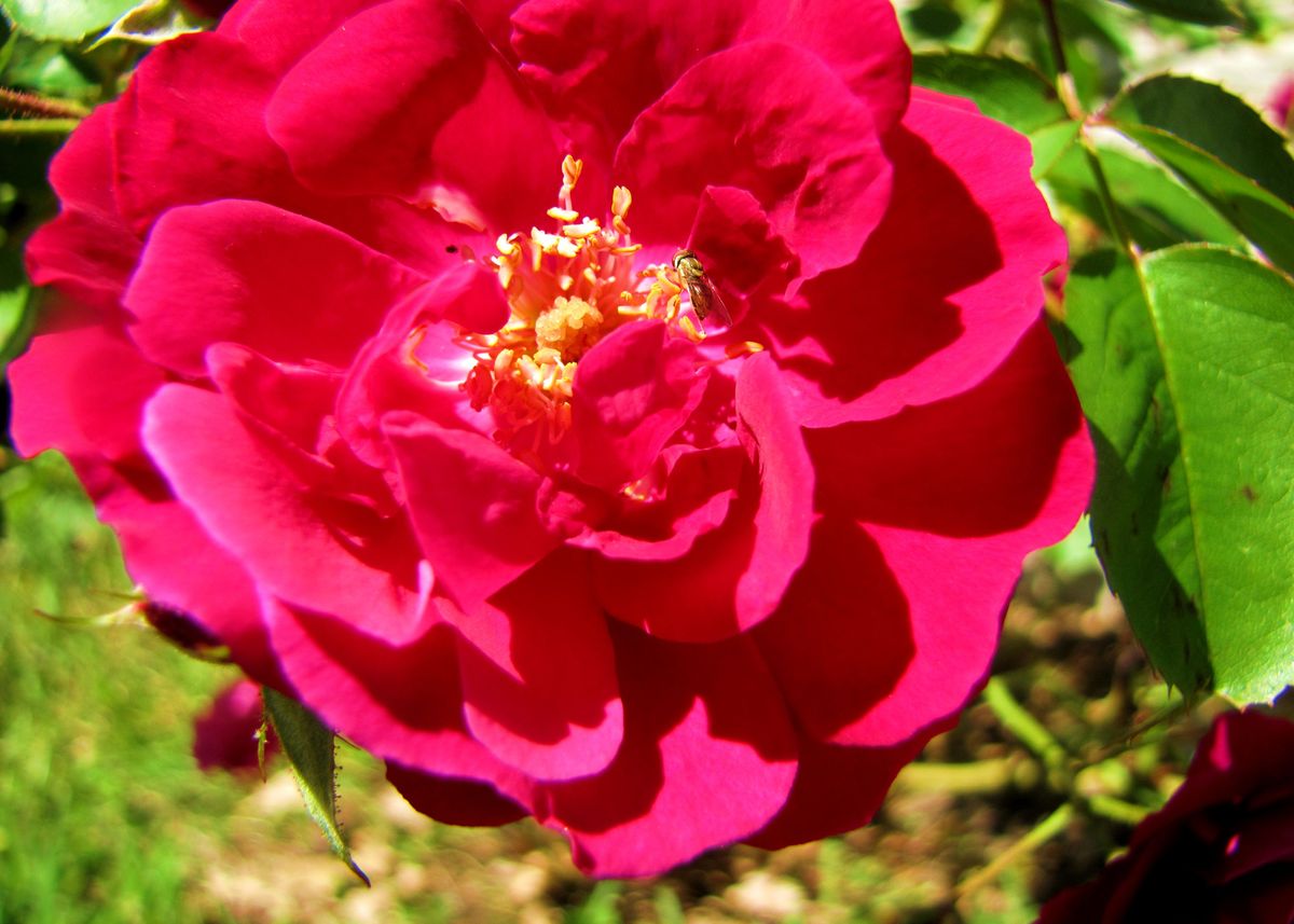 'Flower Garden' Poster by Cori Martin | Displate