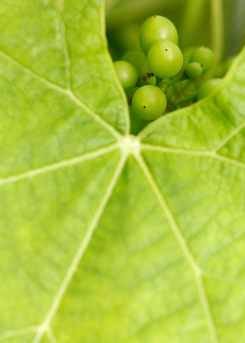 'Maturing wine grapes' Poster by Gaspar Avila | Displate