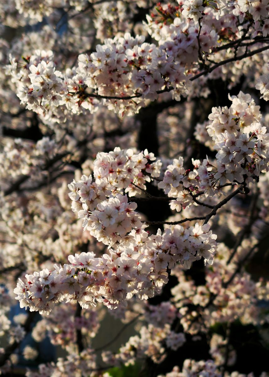 'Hanami' Poster by Bon Zaï | Displate