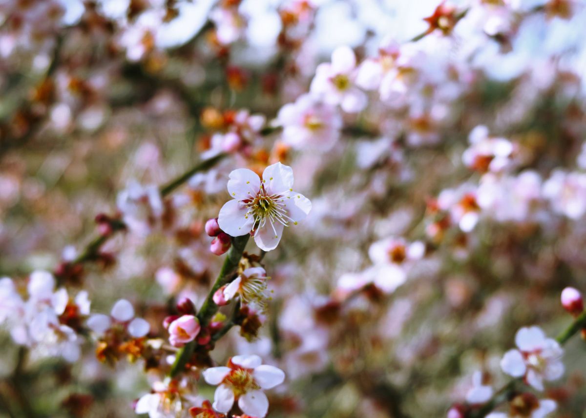 'Hanami' Poster by Bon Zaï | Displate